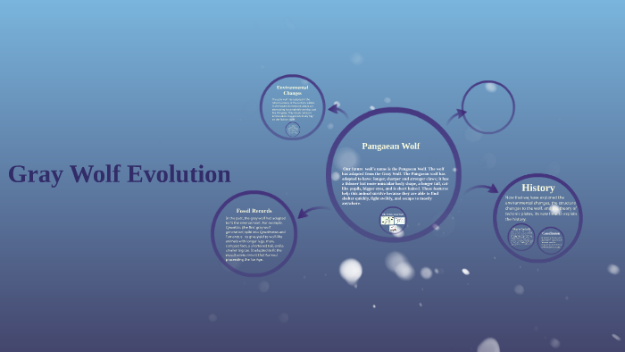 Gray Wolf Evolution by Samantha Fenn on Prezi