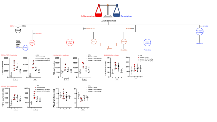 Acid arachidonic cascade by Anna Schettino on Prezi
