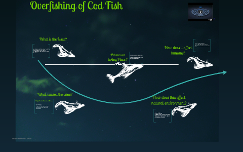 Overfishing Of Cod Fish by Susan Duong on Prezi