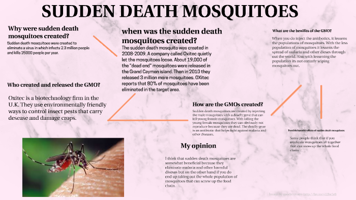 SUDDEN DEATH MOSQUITOES by Lily Stone on Prezi