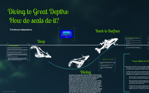How Can Seals Dive So Deep and Long? by Korto Togba on Prezi