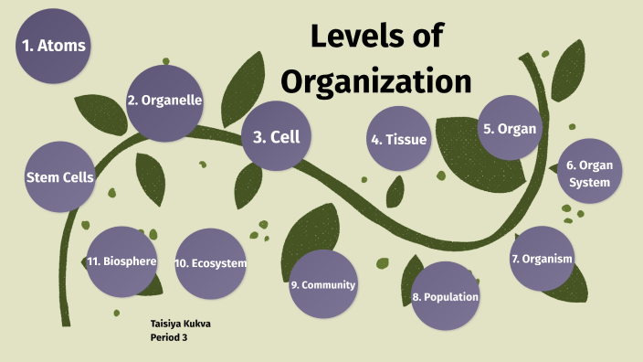 1.2: Assignment: Levels of Organization Presentation by Taisiya Kukva ...