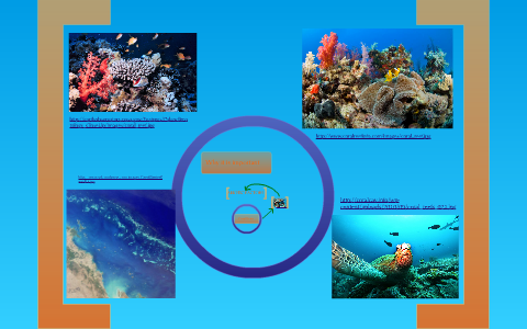 Coral Reefs Biome by kevin del rio on Prezi