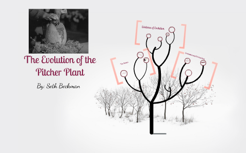 The Evolution of the Pitcher Plant by Seth Beckman on Prezi