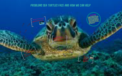Problems Sea Turtles Face And How We Can Help by Max Ride on Prezi
