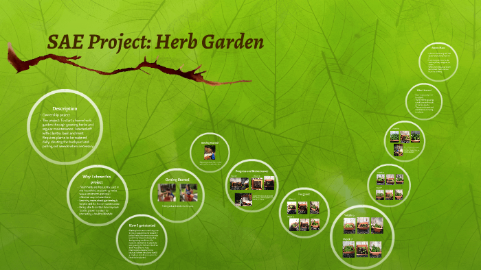 SAE Project: Herb Garden by Christine Chau on Prezi