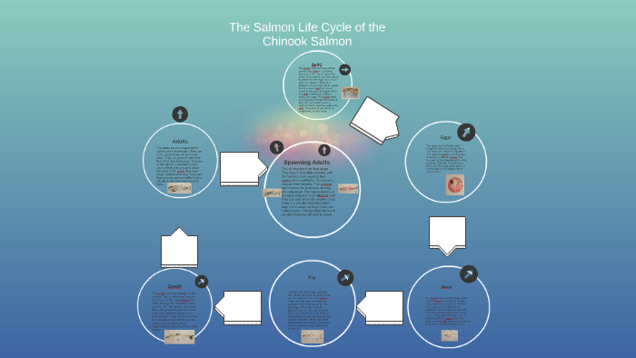The Salmon Life Cycle of the Chinook Salmon by Kyle Jaeger on Prezi