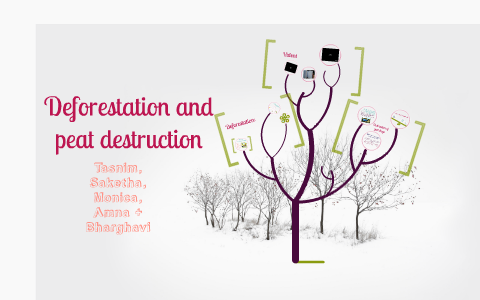 Deforestation + the destruction of peat bogs by Tasnim Rahman on Prezi