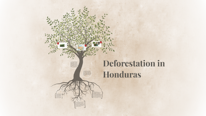 Deforestation in Honduras by Robbie James on Prezi