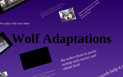 Wolf Adaptations by Will Harville on Prezi