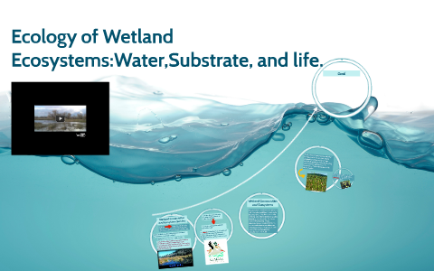 Ecology of Wetland Ecosystems:Water,Substrate, and life. by Andrea ...