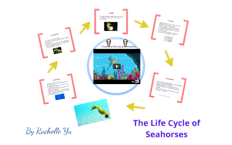 The Life Cycle of Seahorses by Rach Loves Watermelons :) on Prezi