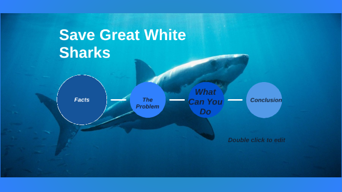 Save Great White Sharks by Ryan Drozd on Prezi
