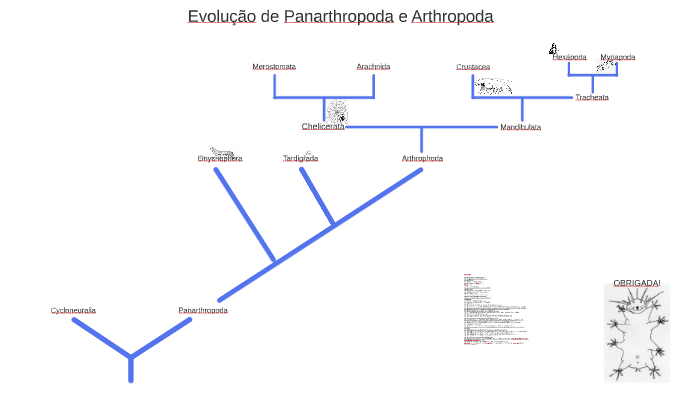 Evolução de Panarthropoda e Arthropoda by Gabriel Lira on Prezi