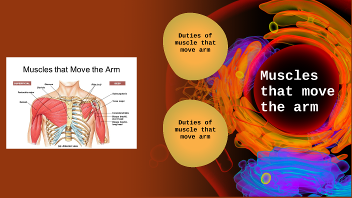 Muscles that move the arm by Vilailuck Sumranmunkong on Prezi