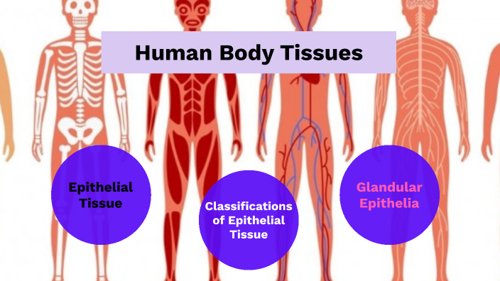 Human Body Tissues by Felicity Correa on Prezi
