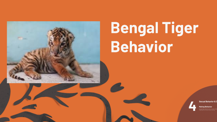 Bengal Tiger Behavior Project by Graham Maddox on Prezi