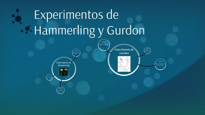 Experimentos de Hammerling y Gurdon by mijali sokolowicz on Prezi