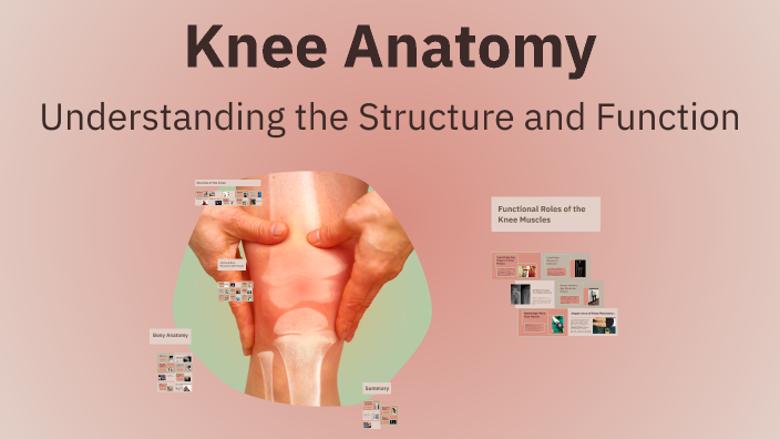 Knee Anatomy by Marilena Popa on Prezi