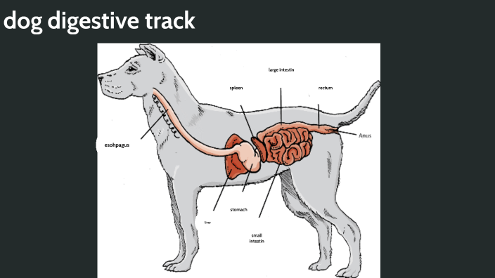 dog digestion track by Brayden Chavis on Prezi