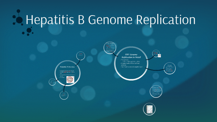 Hepatitis B Genome Replication by William Shutze on Prezi