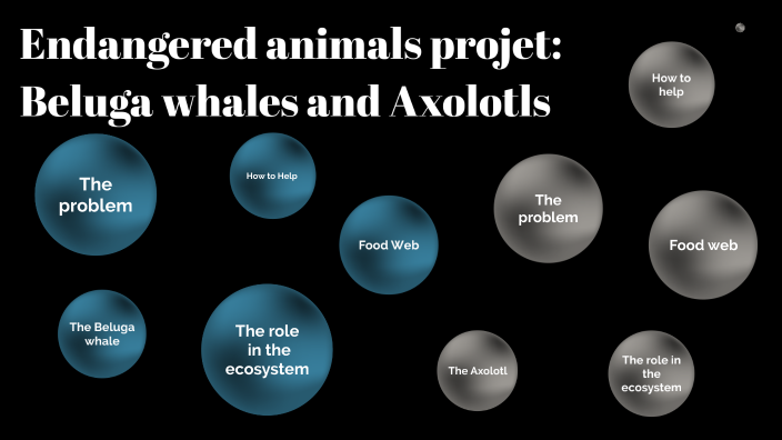 Beluga whale project by Serenity Henry on Prezi