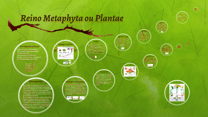 Reino Metaphyta ou Plantae by Katia Gutseit on Prezi