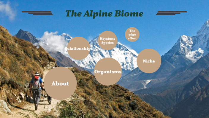 alpine biome by Ana Olivares on Prezi