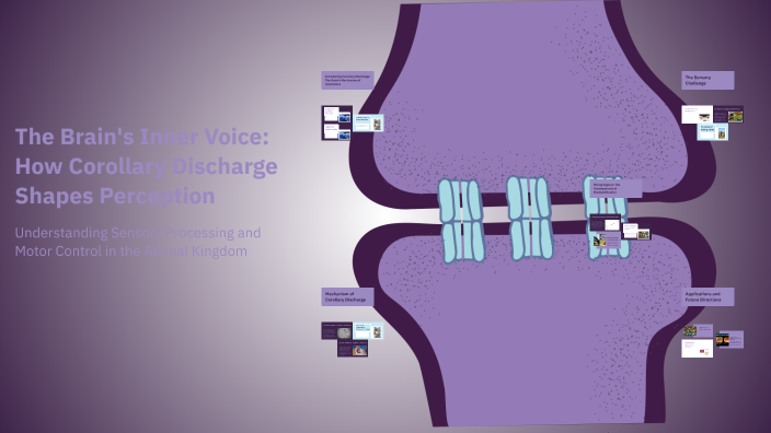 The Brain's Inner Voice: How Corollary Discharge Shapes Perception by ...