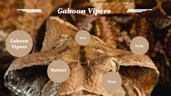 Gaboon Vipers by Xander Huff on Prezi