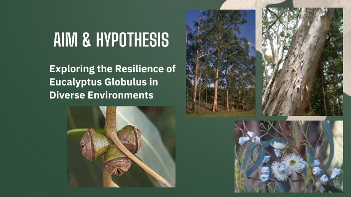 Adaptations of Eucalyptus Globulus by Sima Alhusseini on Prezi