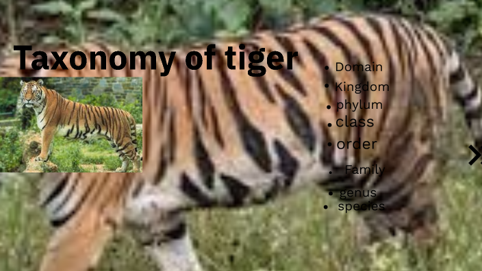 Tiger Taxonomy by JAYDEN REMY on Prezi