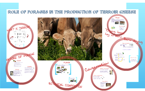 Role of forages in the production of terroir cheese by Marie-Pier ...