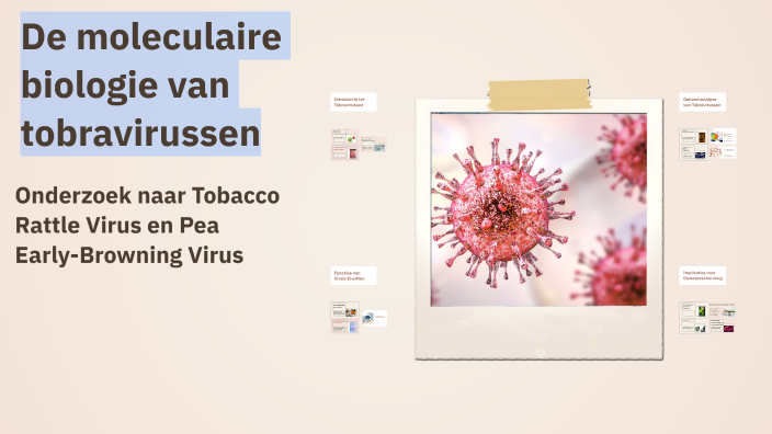 De moleculaire biologie van tobravirussen by Merel Verbueken on Prezi