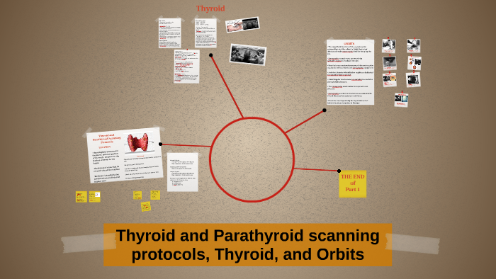 Thyroid and Parathyroid scanning protocols, Thyroid, MSG, an by Jeremy ...