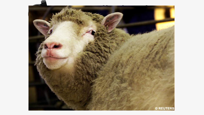 Dolly the Sheep by Jonah Moroh on Prezi