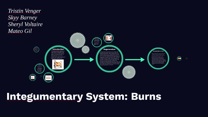 Integumentary System: Burns by Tristin Venger on Prezi