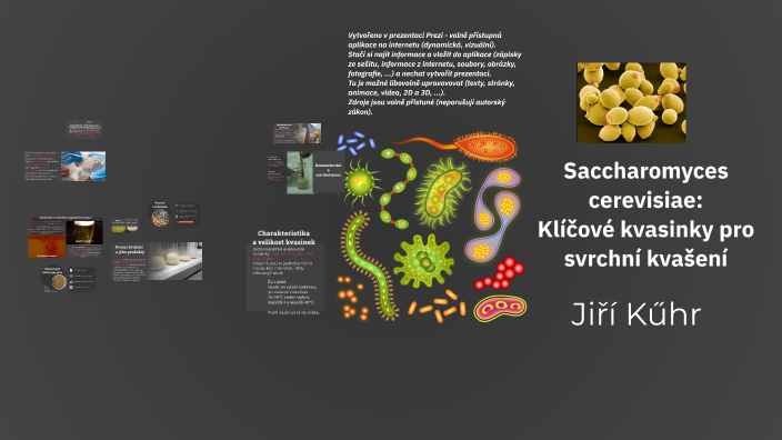 Saccharomyces cerevisiae: Klíčové kvasinky pro svrchní kvašení by Lenka ...