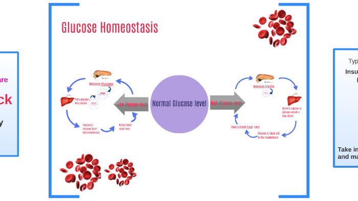 How is glucose homeostasis maintained in the human body AN by Dominique ...