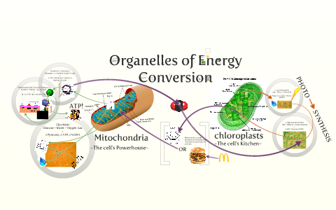 Organelles of Energy Conversion in Eukaryotes by Max McDermott on Prezi