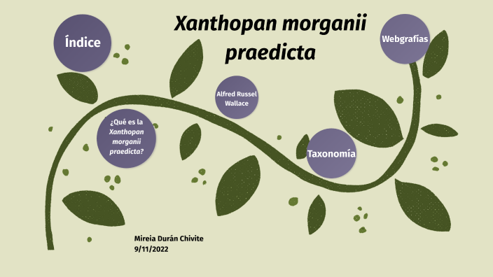 Xanthopan morganii praedicta by Mireia Durán on Prezi