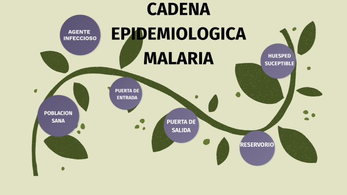 Cadena Epidemiológica De La Malaria By Valentina Castillo On Prezi