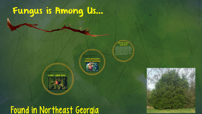 Fungus is Among Us by Heather Brothers on Prezi