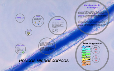 HONGOS MICROSCOPICOS by Andrea Cali on Prezi
