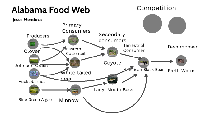 Alabama Food Web by Jesse Mendoza on Prezi
