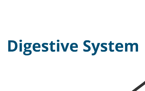 Digestive System by Jodi Stiles