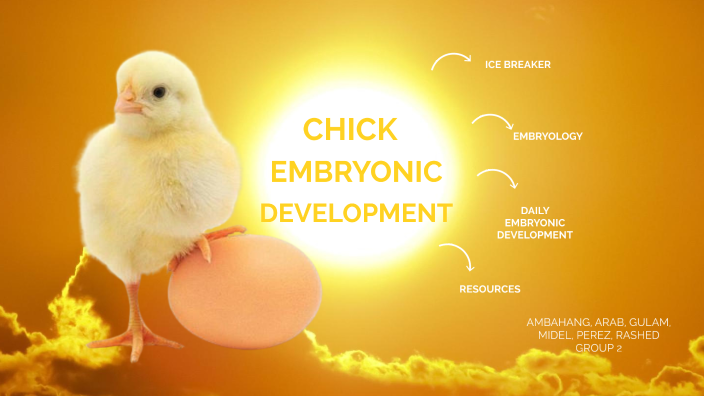 Chick Embryonic Development by FLORENCE MIDEL on Prezi