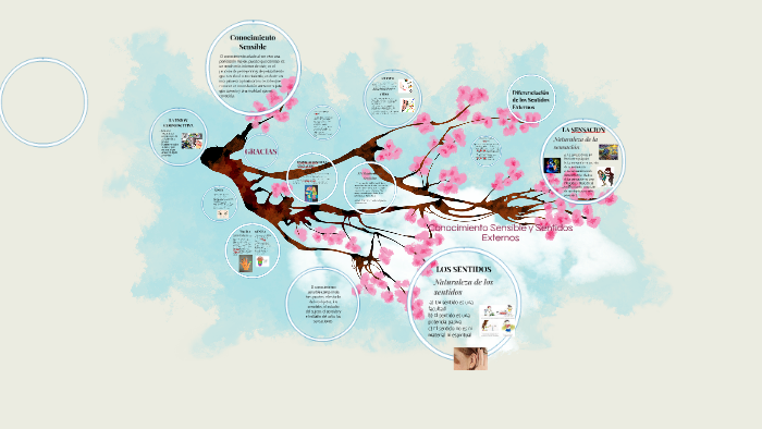 Conocimiento Sensible: Sentidos Externo y Sensibilidad Exte by Milagros ...