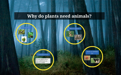 Why do plants need animals? by Ashley Teets
