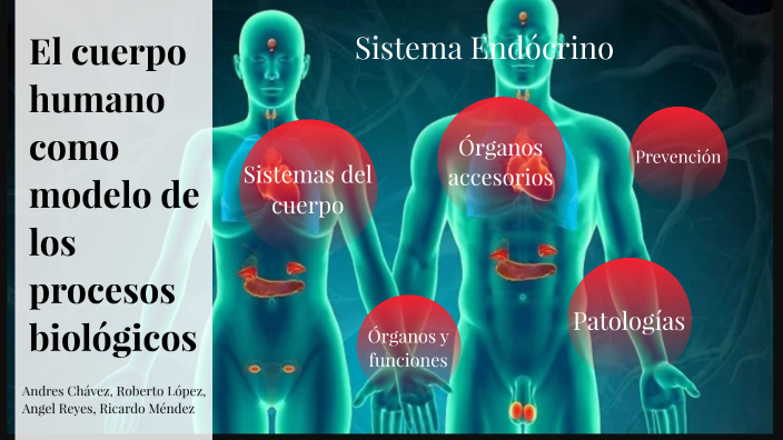 EL CUERPO HUMANO COMO MODELO DE LOS PROCESOS BIOLÓGICOS by Andres ...